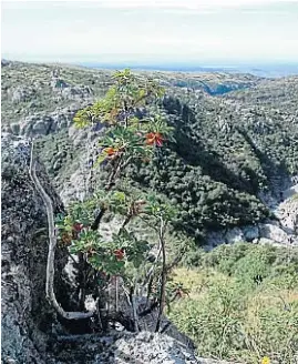 Los tabaquille­ros: una conexión profunda que busca ser masiva ...