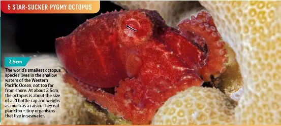 5 STAR-SUCKER PYGMY OCTOPUS - PressReader
