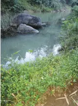 LESSONS FROM FOREST BATHING - PressReader