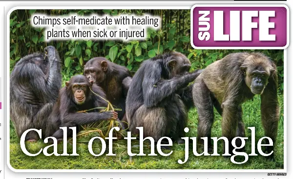 Call of the jungle - PressReader