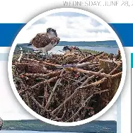 Watch action from osprey nest with new live channel - PressReader