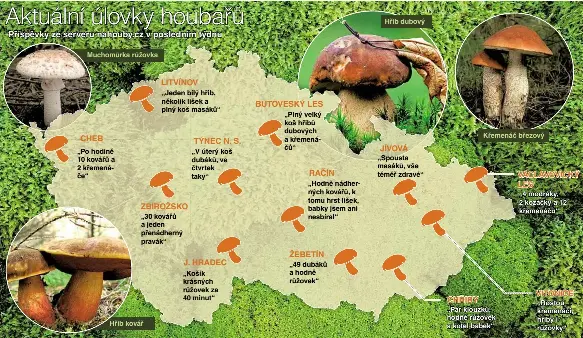 MAPA: KDE PRÁVĚ ROSTOU HOUBY - PressReader