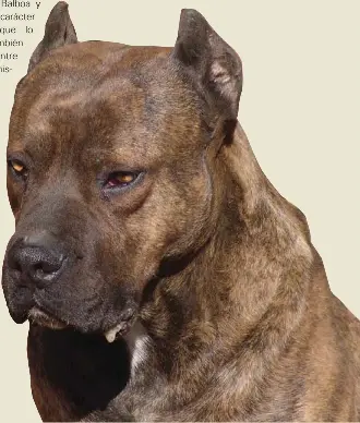 Becerrillo, el terror de los indígenas - PressReader