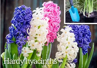 Hardy hyacinths - PressReader