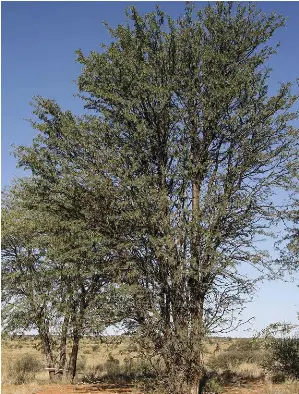 Wurmbasval­sdoring - PressReader