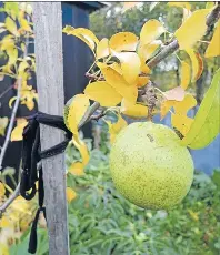 A cool blast from the past - PressReader