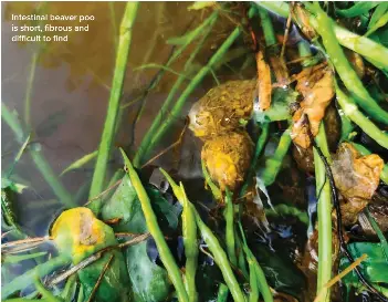 Eurasian beaver - PressReader