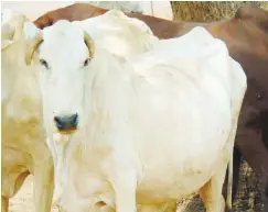 Sokoto spends N3bn on regional cattle project - PressReader