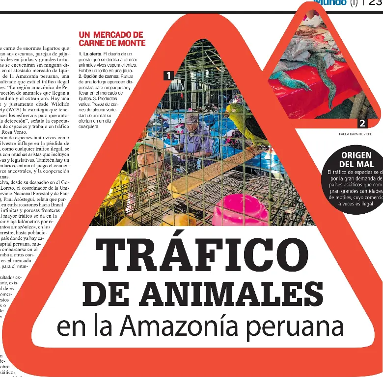 TRÁFICO DE ANIMALES en la Amazonía peruana - PressReader