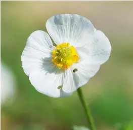 7 Ranunculus seguieri - PressReader