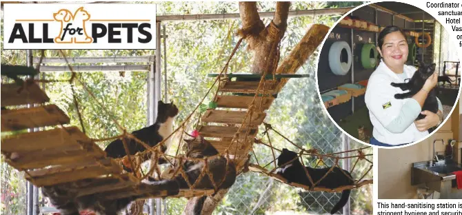 PURRFECT CANDIDATES FOR ADOPTION - PressReader