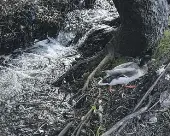 Environmen­tal Protection Authority slashes work force - PressReader