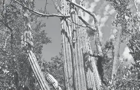 Rising seas kill off rare cactus species - PressReader