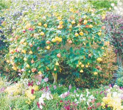 Plant of the month – Abutilon - PressReader