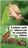 SPOTTED ANY OF THESE INSECTS IN YOUR GARDEN? - PressReader