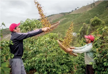 Brazilian coffee exports to Arab states jump 56.2% - PressReader