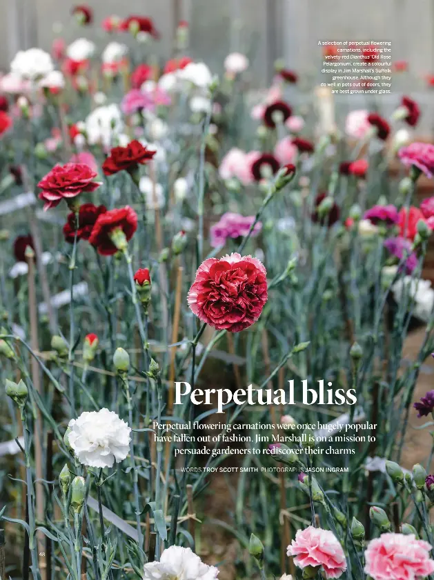 Perpetual bliss - PressReader