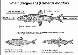 Smelts like spring - PressReader