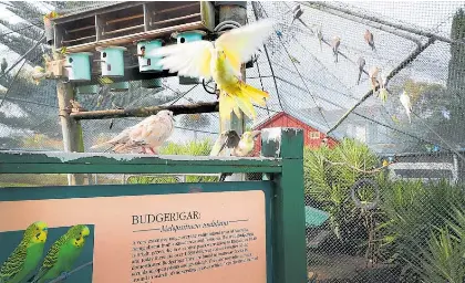 Aviary revamp on track as birds fly the coop - PressReader