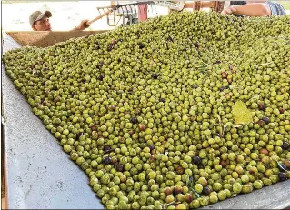 Coastal Ga. proves fertile ground for olive venture - PressReader