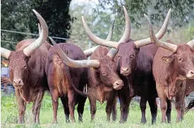 Are Ankole worth millions or is it just bull? - PressReader