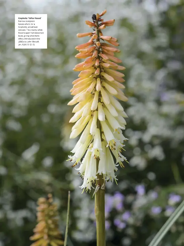 Plant profile: kniphofia - PressReader
