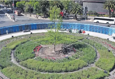 Reverdece el ahuehuete, luego de 8 meses - PressReader