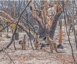 Black summer bushfires ripped billions from Australia’s tourism ...