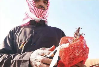 Locusts boiled, baked or dried? Kuwait serves up a swarm - PressReader
