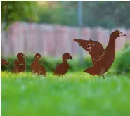 WADDLE THIS WAY … - PressReader