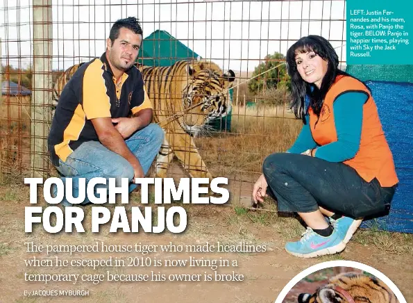 Hard life for Panjo the tiger - PressReader