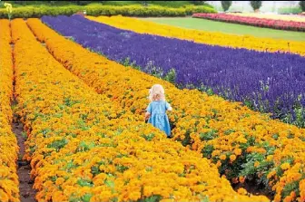 A blooming autumn - PressReader