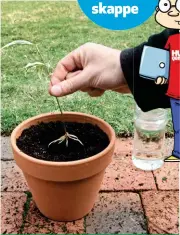 KWEEK PLANTE VAN STEGGIES - PressReader