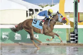 American-based jockey set to ignite on Caymanas Park debut - PressReader