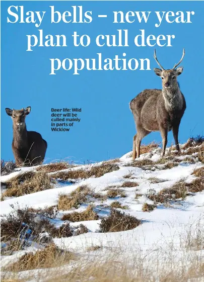 Slay bells – new year plan to cull deer population - PressReader