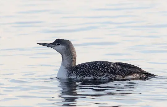 Basic Principles - PressReader