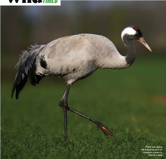 RETURN OF THE NATIVE - PressReader