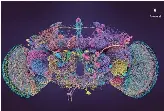 Scientists map fruit fly brain in neurobio milestone - PressReader
