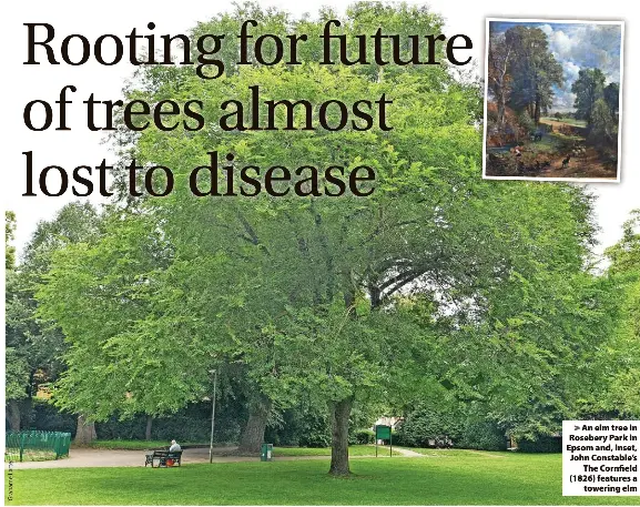 Rooting for future of trees almost lost to disease - PressReader