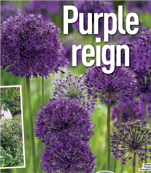 Purple reign - PressReader