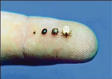 Better tests may find Lyme disease - PressReader