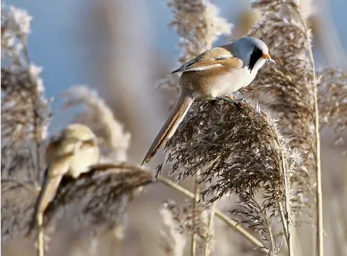 RSPB Scotland plays a major role in helping to conserve birds and ...