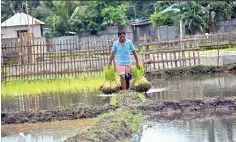 Heatwave hits paddy, jute & maize farming - PressReader
