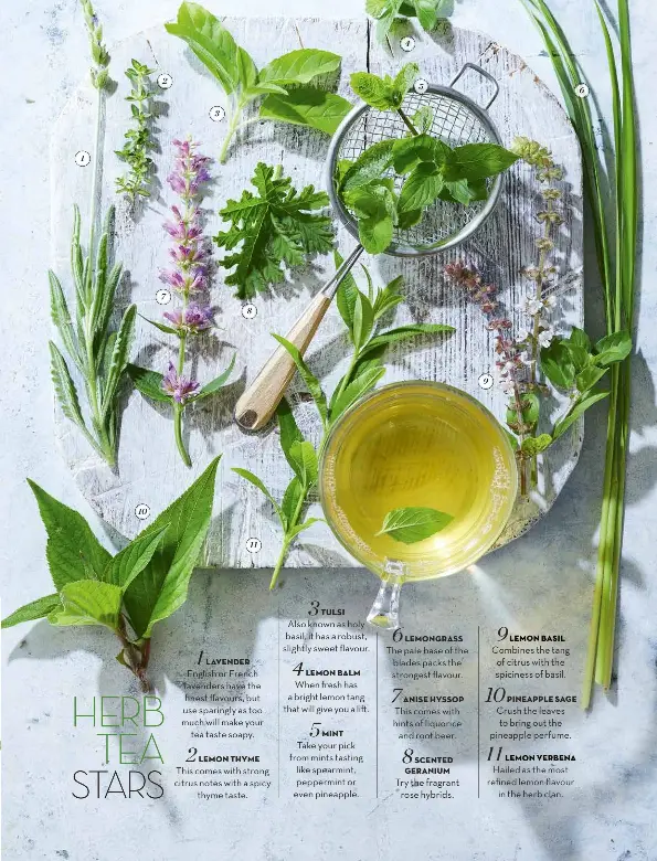 HERB TEA STARS - PressReader