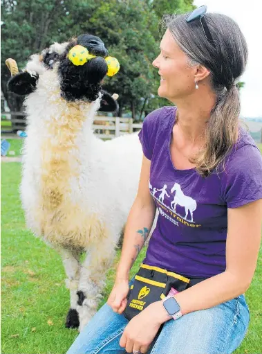 Baaa...rainy sheep set to wow crowds - PressReader