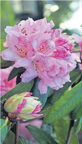 JOYFUL BLOOMS - PressReader
