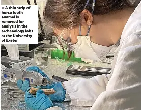 Horses of the elite – in Tudor times - PressReader