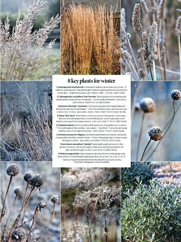 8 key plants for winter - PressReader