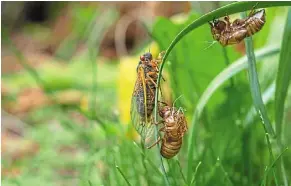 Is it safe for dogs and cats to eat cicadas? - PressReader