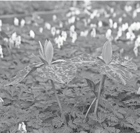 Spring ephemerals a great start to the season - PressReader